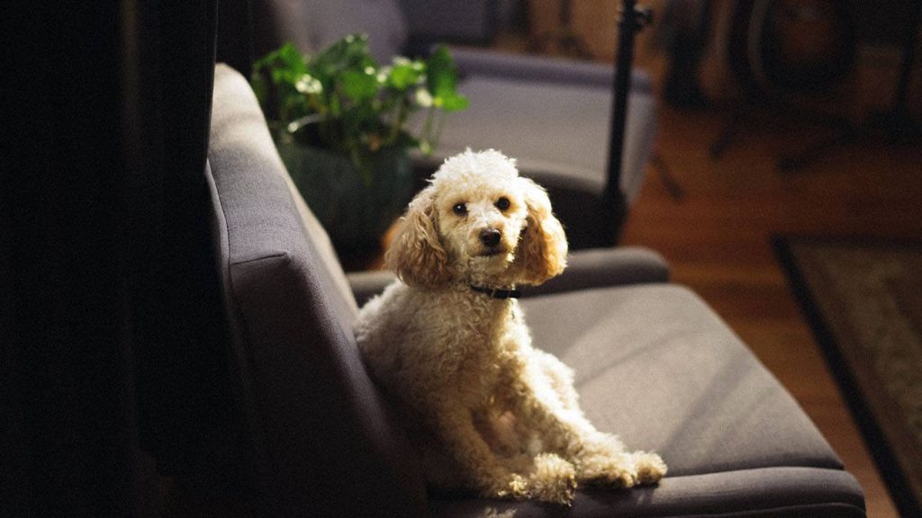 Creating Dog-safe Zones In Your Home | Safety In The Home | Top Tips