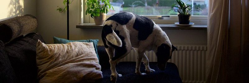 Creating Dog-safe Zones In Your Home | Safety In The Home | Top Tips